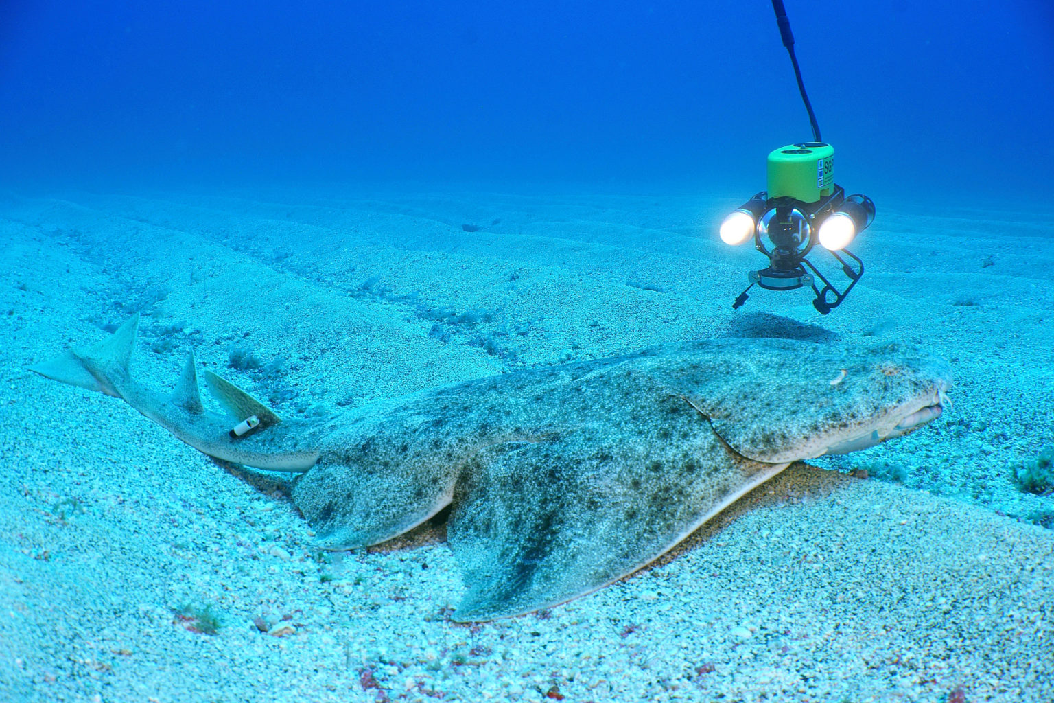 Canary Islands - Angel Shark Conservation Network